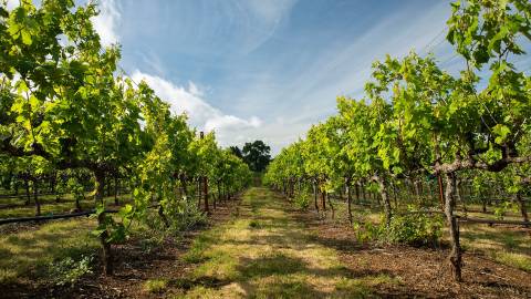 Agriventures Abound | Visit Vacaville