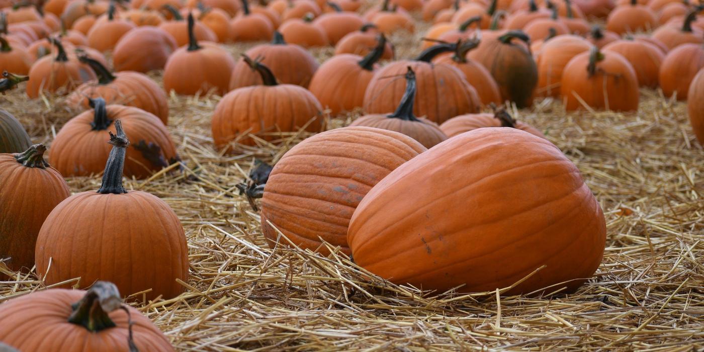 Pumpkin Patch Picking - Vacaville CA